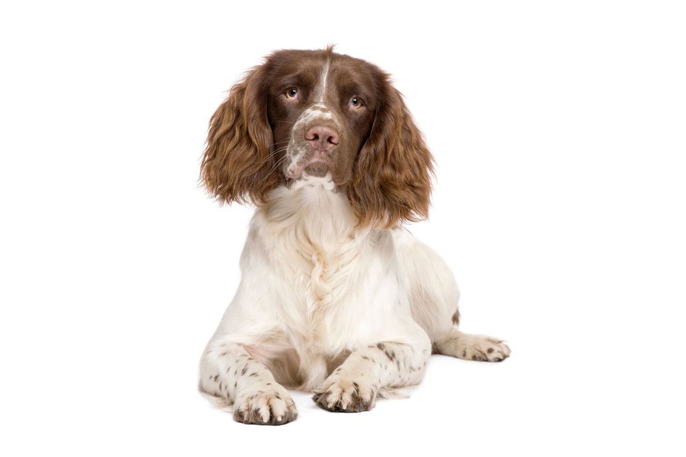 Find Your Local English Springer Spaniel Breeder | Natural Instinct