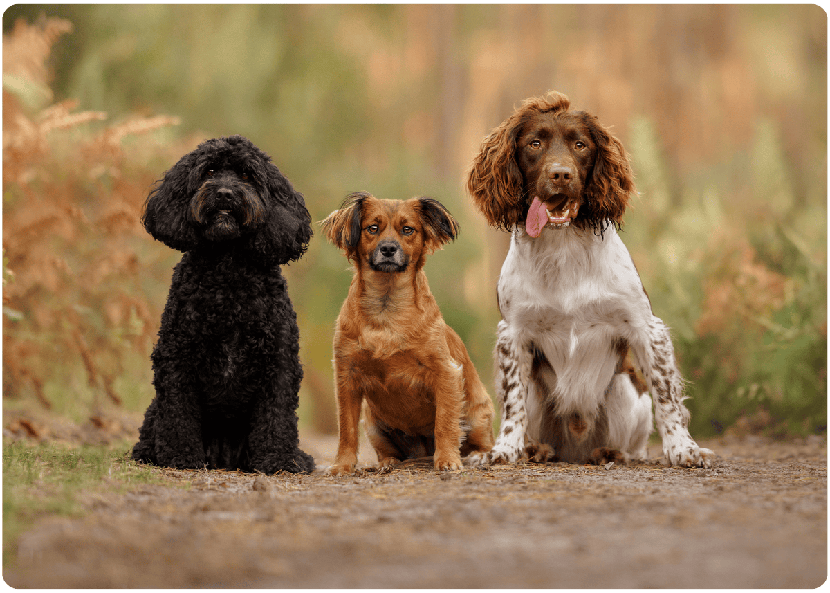 Raw Feeding Calculator For Dogs | Natural Instinct