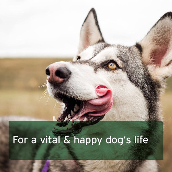 BARF Complete Raw Dog Food Supplement | Natural Instinct